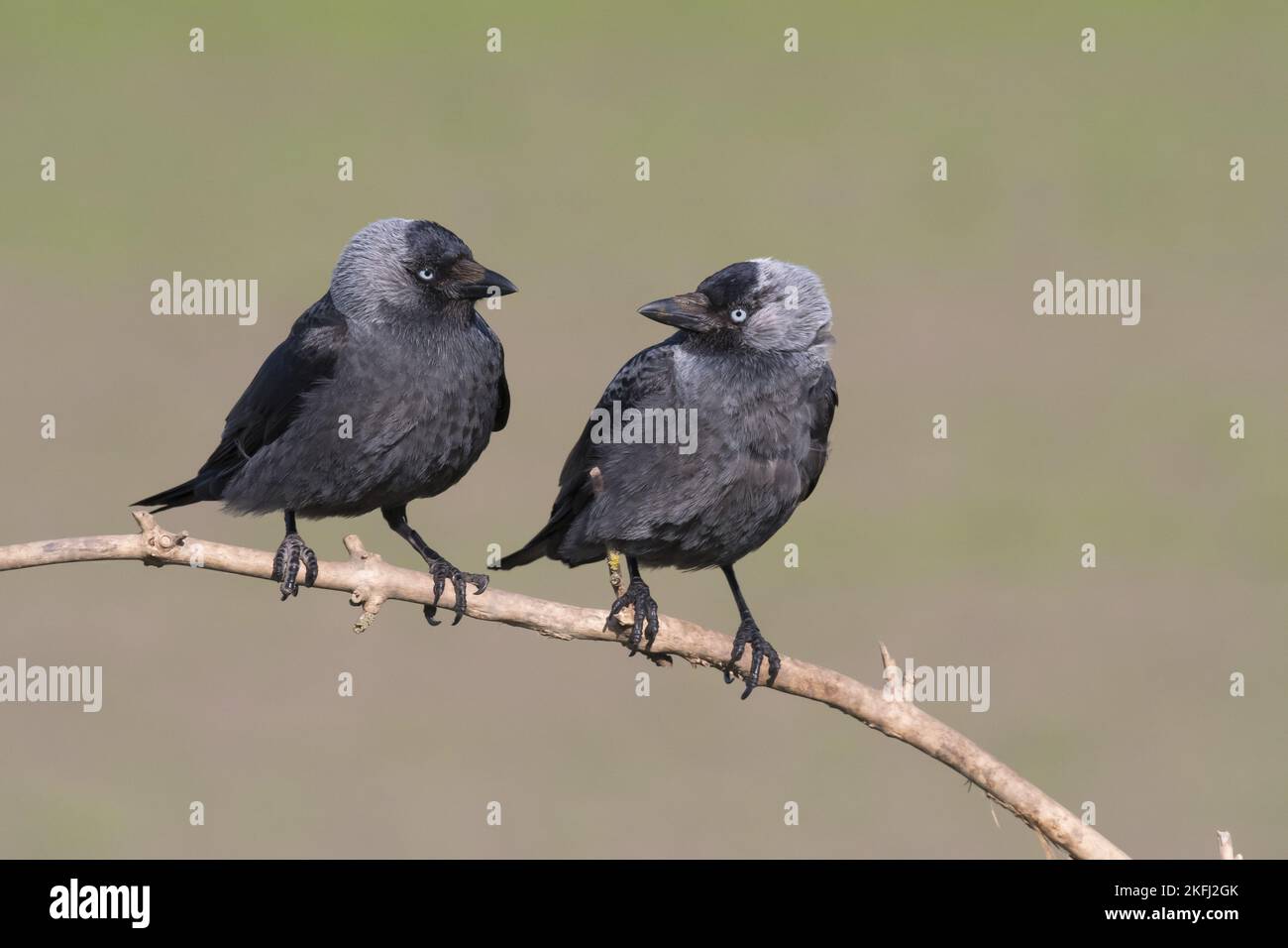 Two western jackdaws european hi-res stock photography and images - Alamy