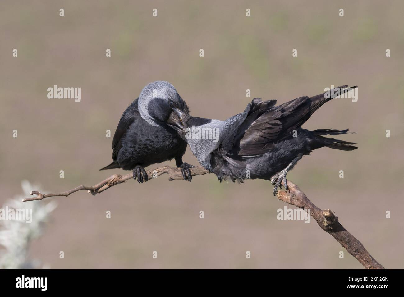Two western jackdaws european hi-res stock photography and images - Alamy