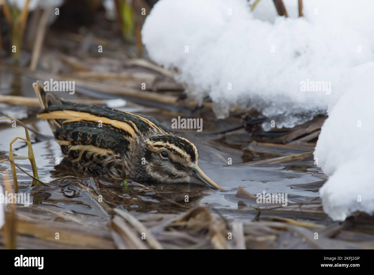 jack Snipe in the water Stock Photo - Alamy