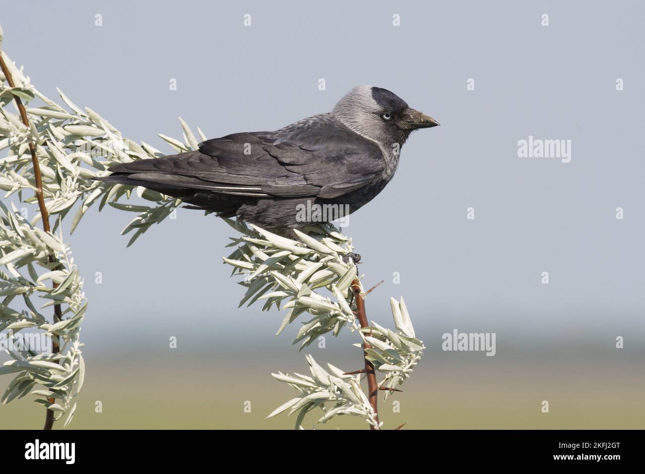 Jack daws hi-res stock photography and images - Alamy