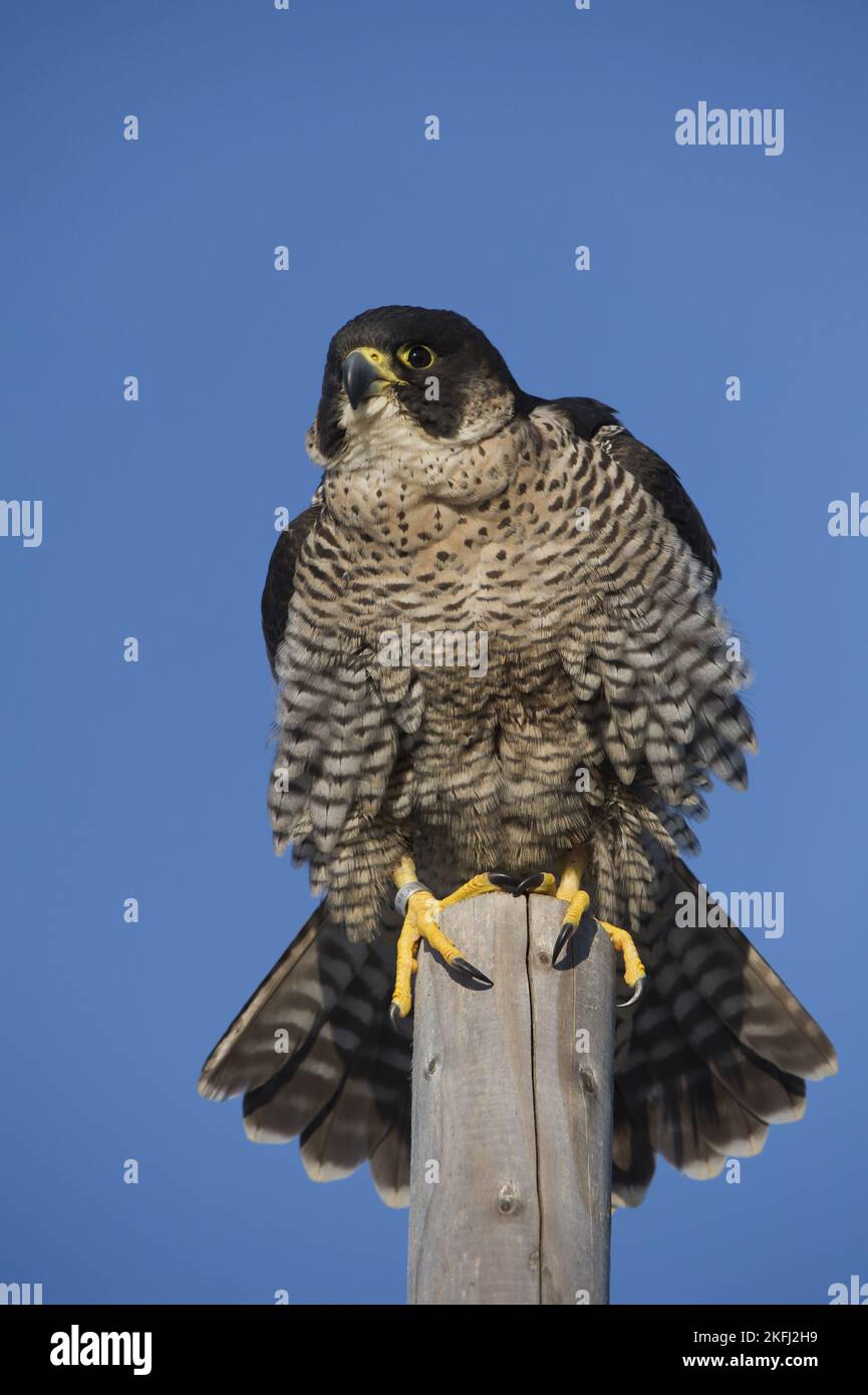 sitting Peregrine Falcon Stock Photo - Alamy
