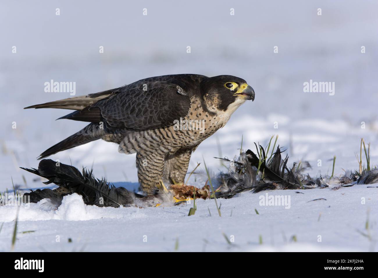 standing Peregrine Falcon Stock Photo - Alamy