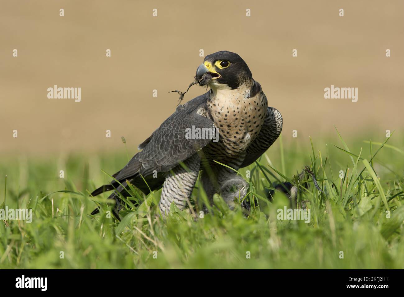 standing Peregrine Falcon Stock Photo - Alamy