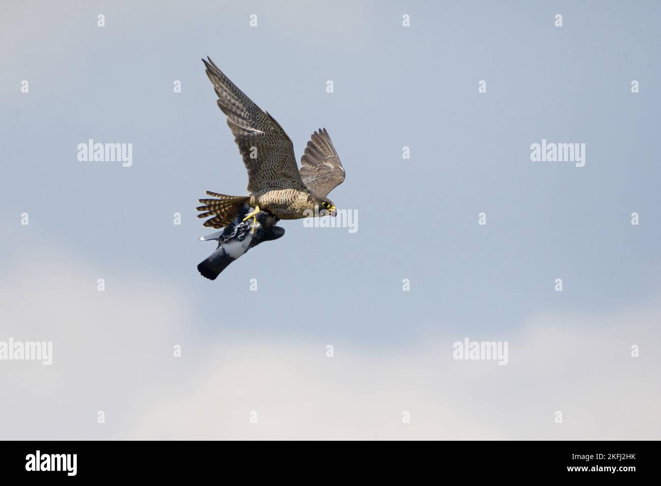 flying Peregrine Falcon Stock Photo - Alamy