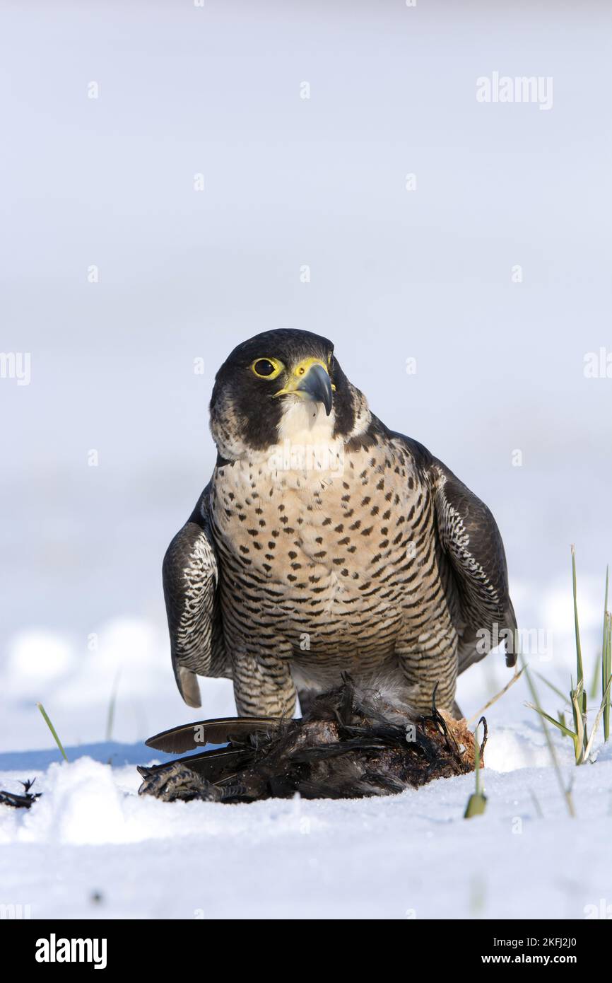 standing Peregrine Falcon Stock Photo - Alamy