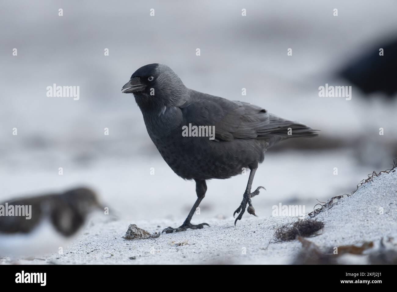 Jackdaws walk hi-res stock photography and images - Alamy