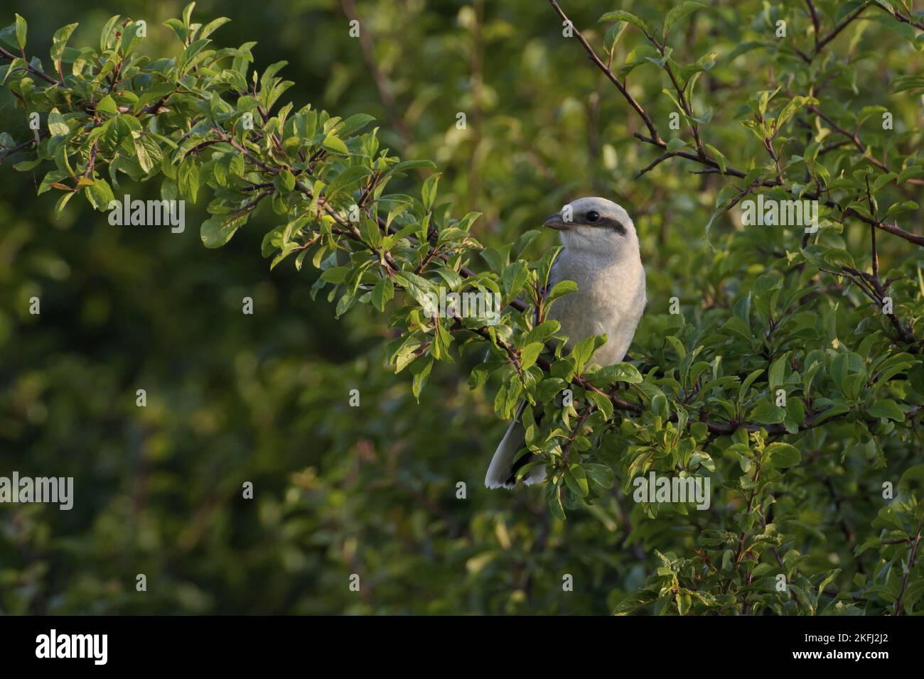 sitting Great Grey Shrike Stock Photo - Alamy