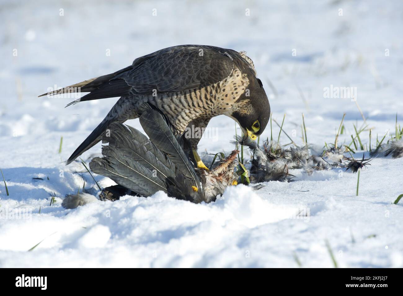 standing Peregrine Falcon Stock Photo - Alamy