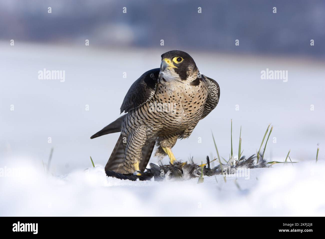 standing Peregrine Falcon Stock Photo - Alamy