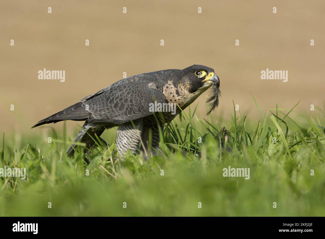 standing Peregrine Falcon Stock Photo - Alamy