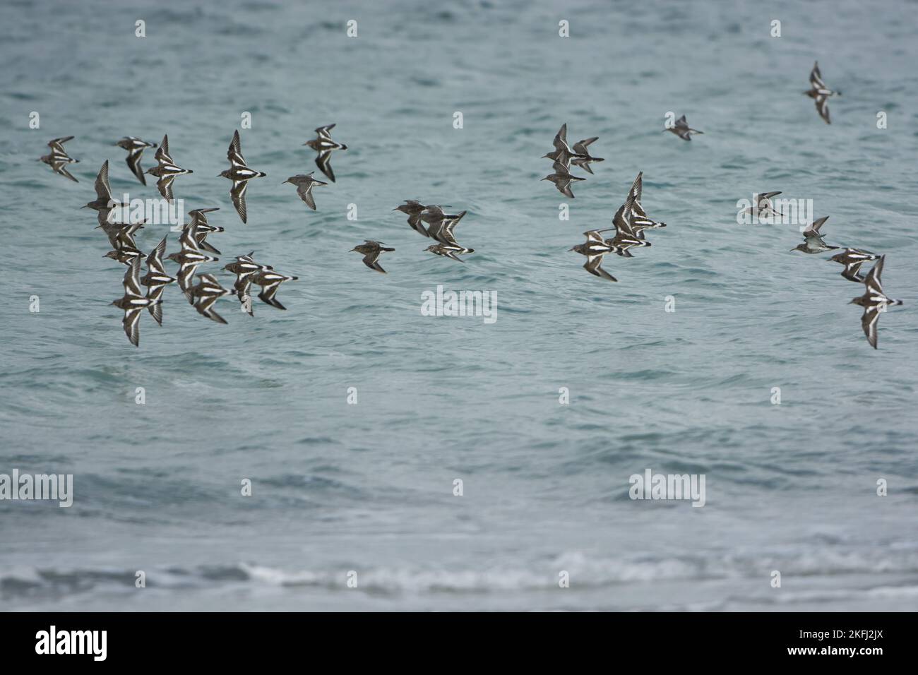flying Ruddy Turnstone Stock Photo - Alamy