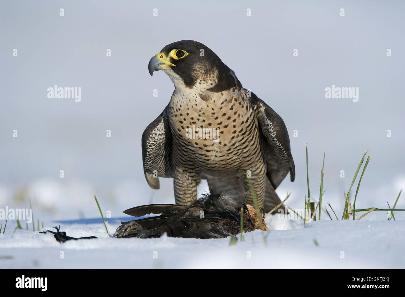 standing Peregrine Falcon Stock Photo - Alamy