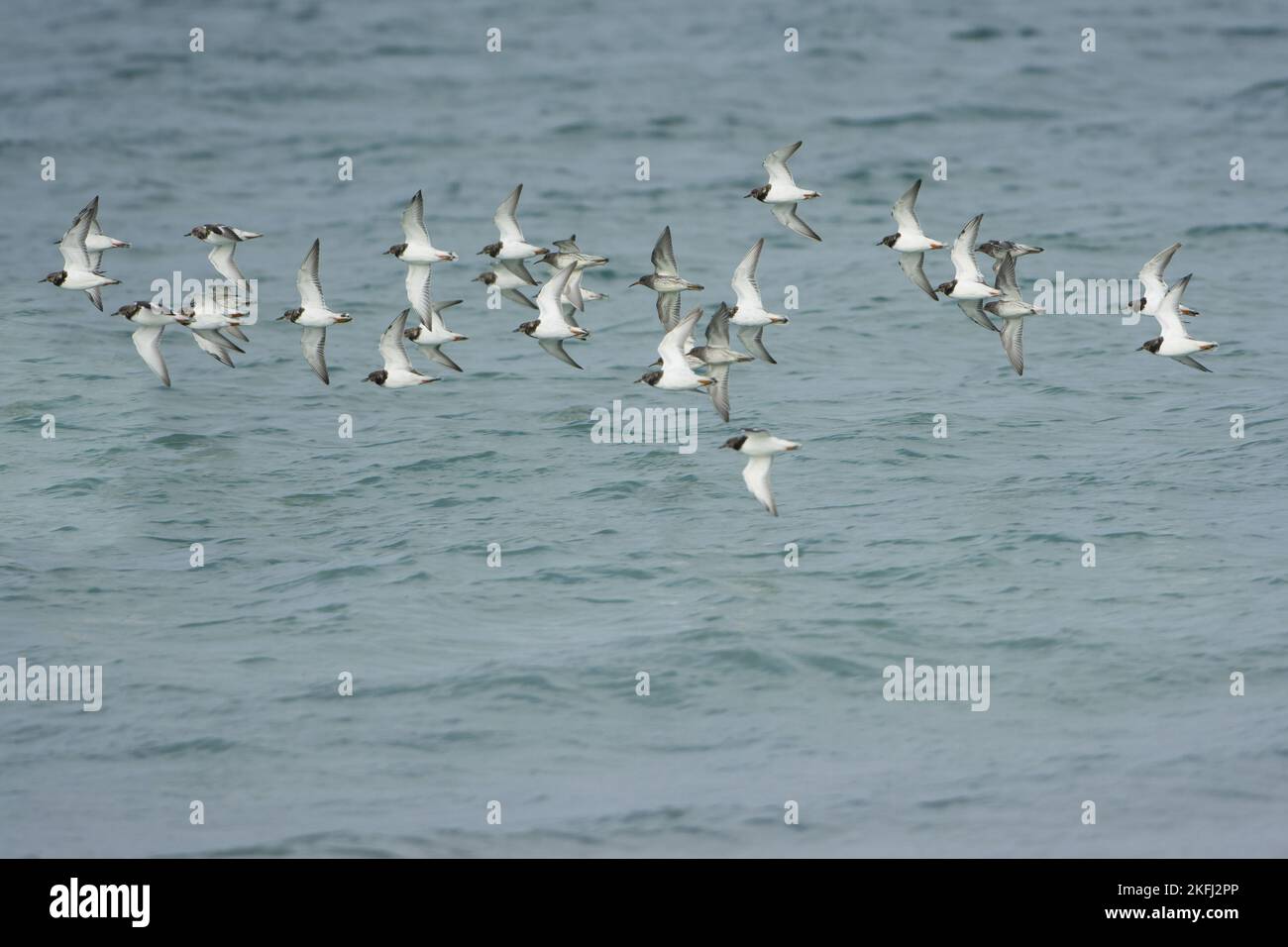Ruddy turnstone behavior hi-res stock photography and images - Alamy