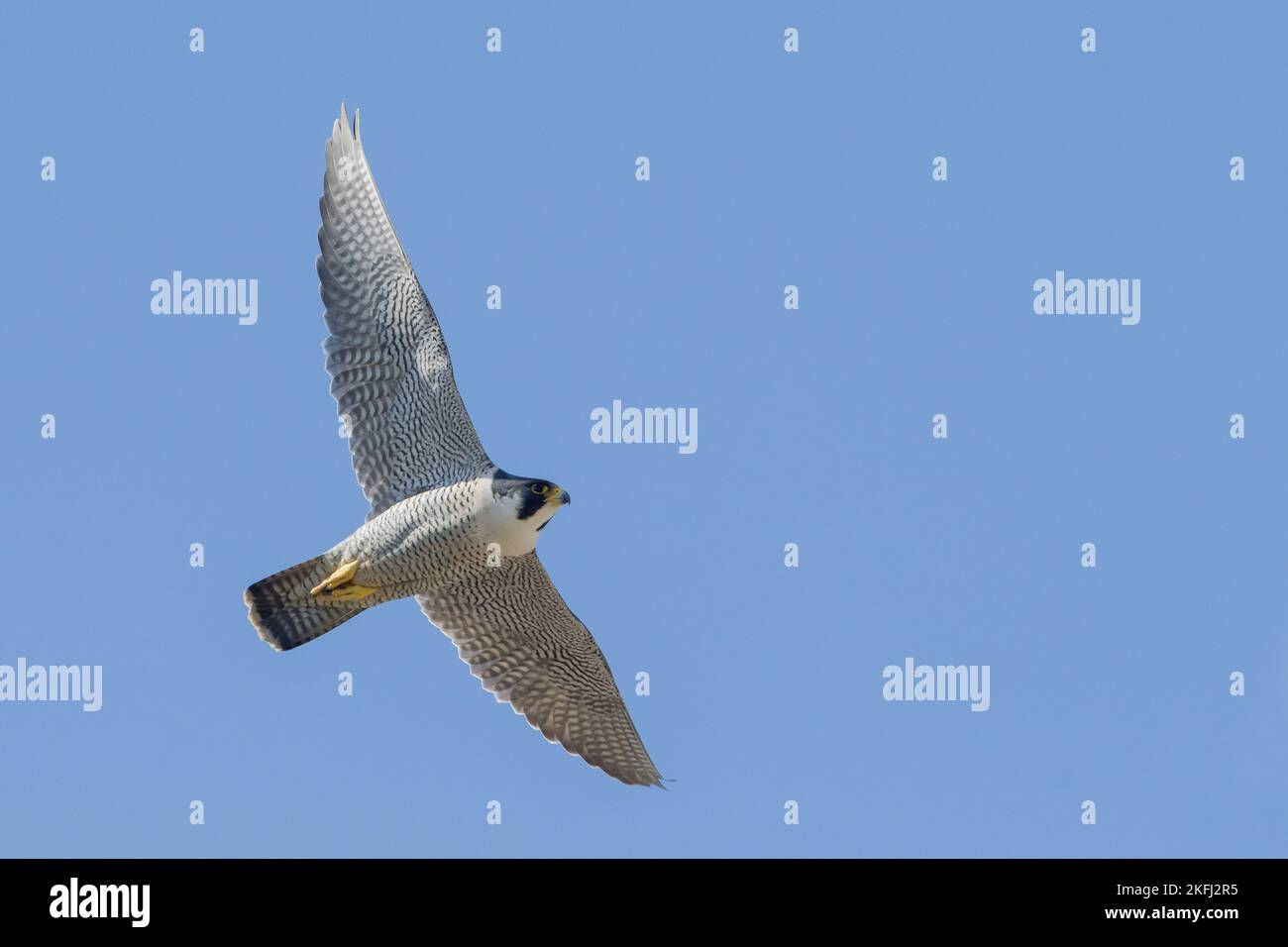 flying Peregrine Falcon Stock Photo - Alamy