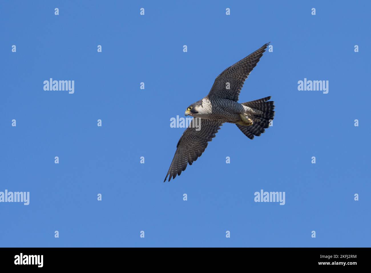 Flying peregrine falcon hi-res stock photography and images - Alamy