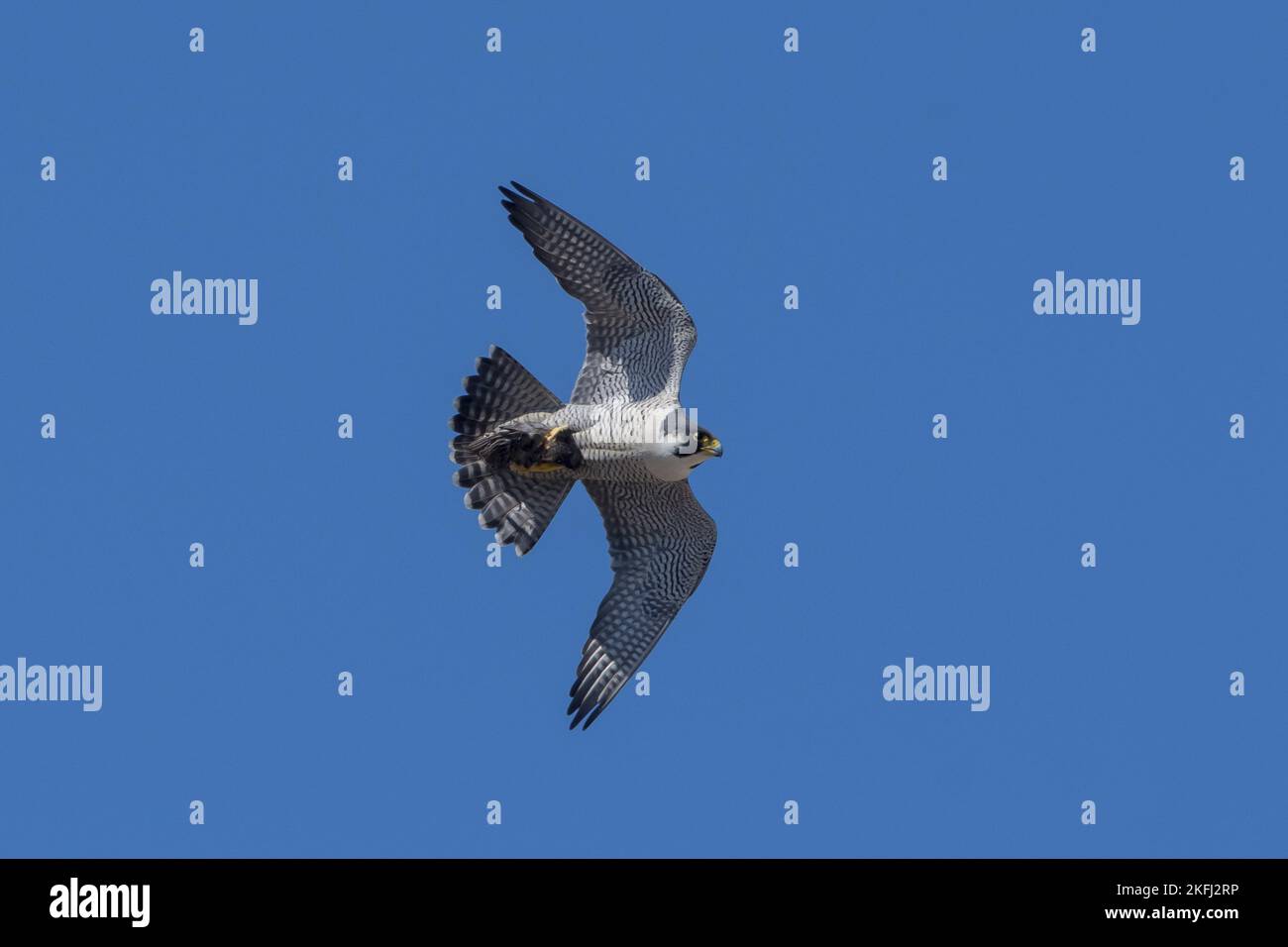 flying Peregrine Falcon Stock Photo - Alamy