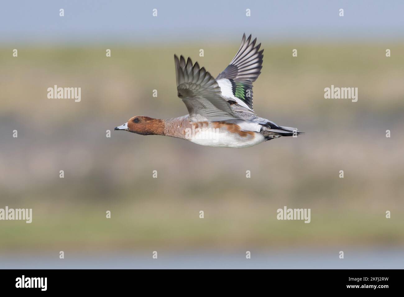 flying Eurasian Wigeon Stock Photo - Alamy