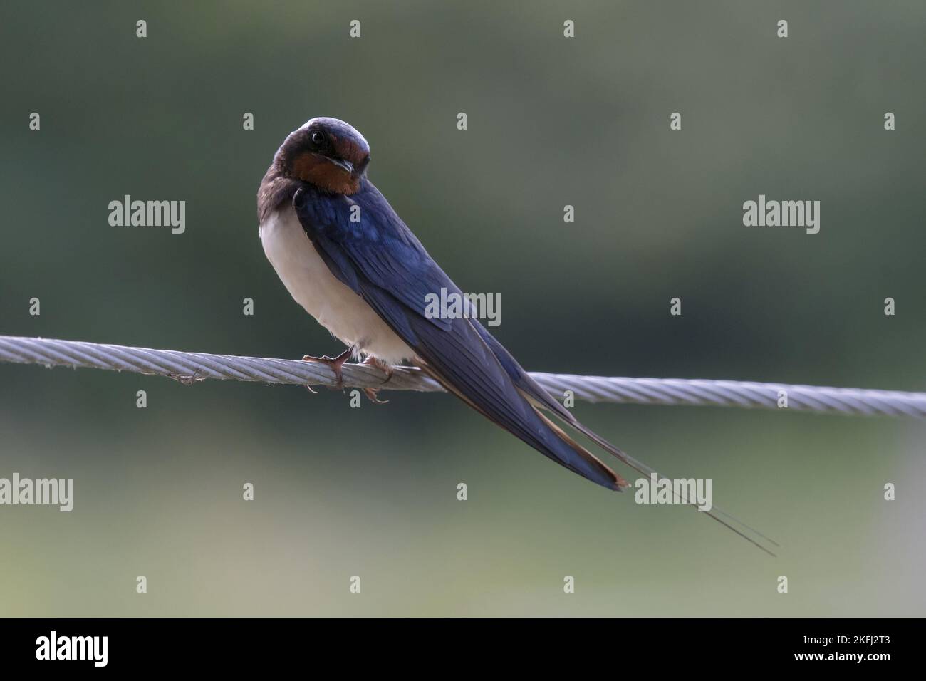 sitting Barn Swallow Stock Photo - Alamy