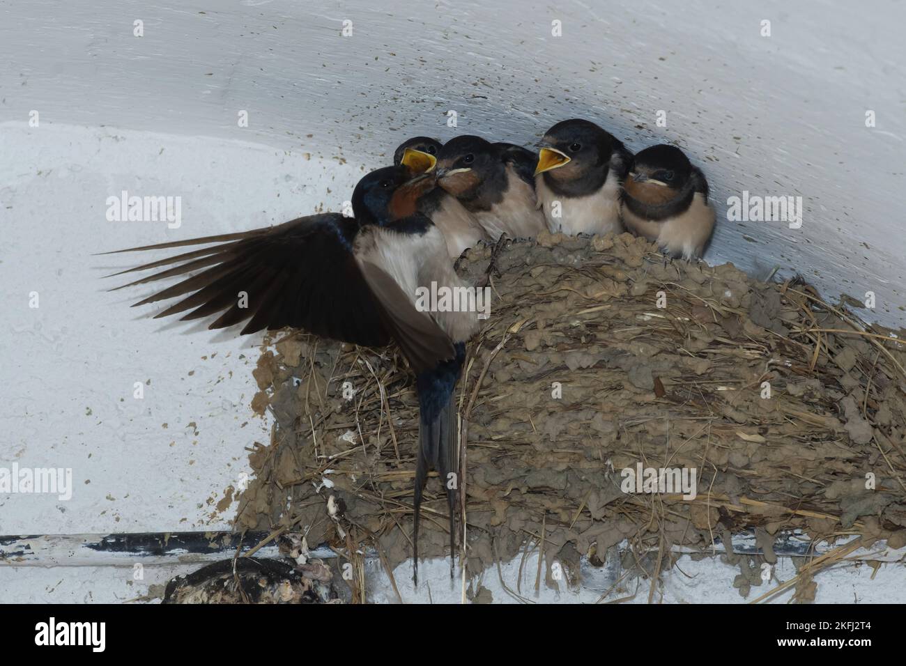 Five baby swallow hi-res stock photography and images - Alamy