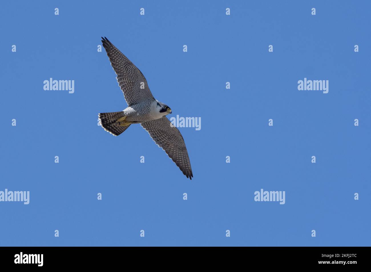 flying Peregrine Falcon Stock Photo - Alamy