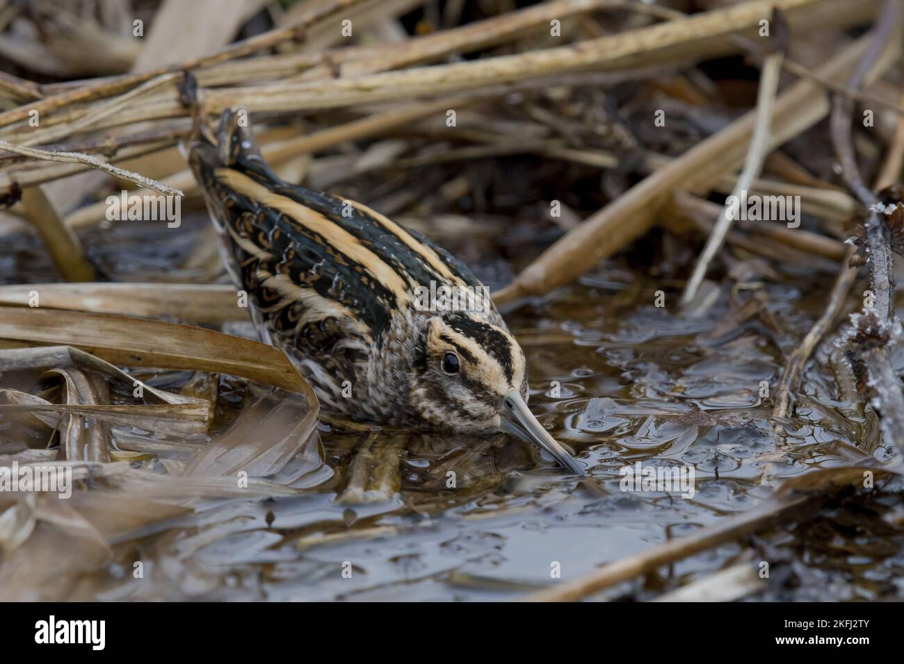 Jack snipe lymnocryptes minimus adult hi-res stock photography and ...