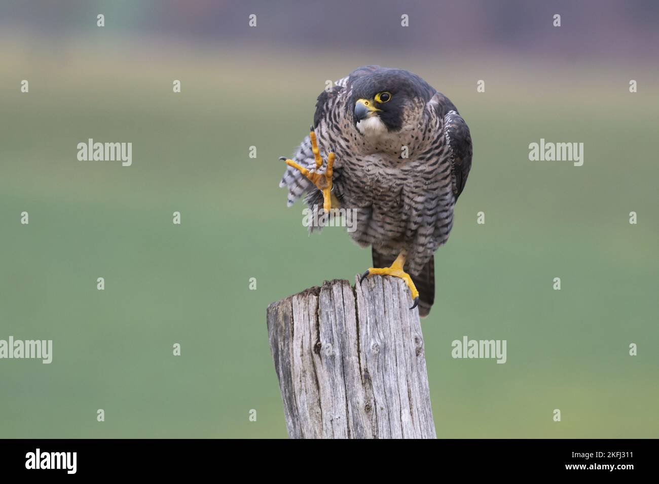 sitting Peregrine Falcon Stock Photo - Alamy