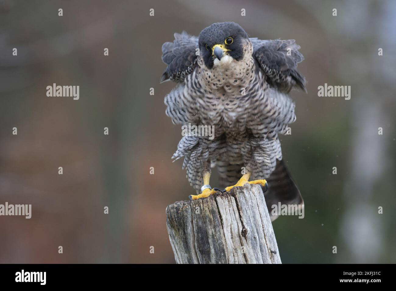sitting Peregrine Falcon Stock Photo - Alamy