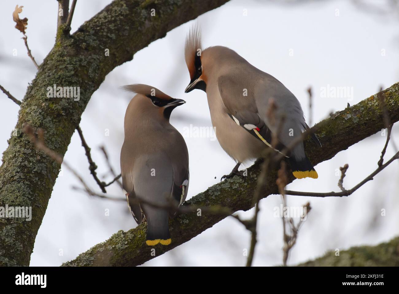 sitting Bohemian Waxwings Stock Photo - Alamy