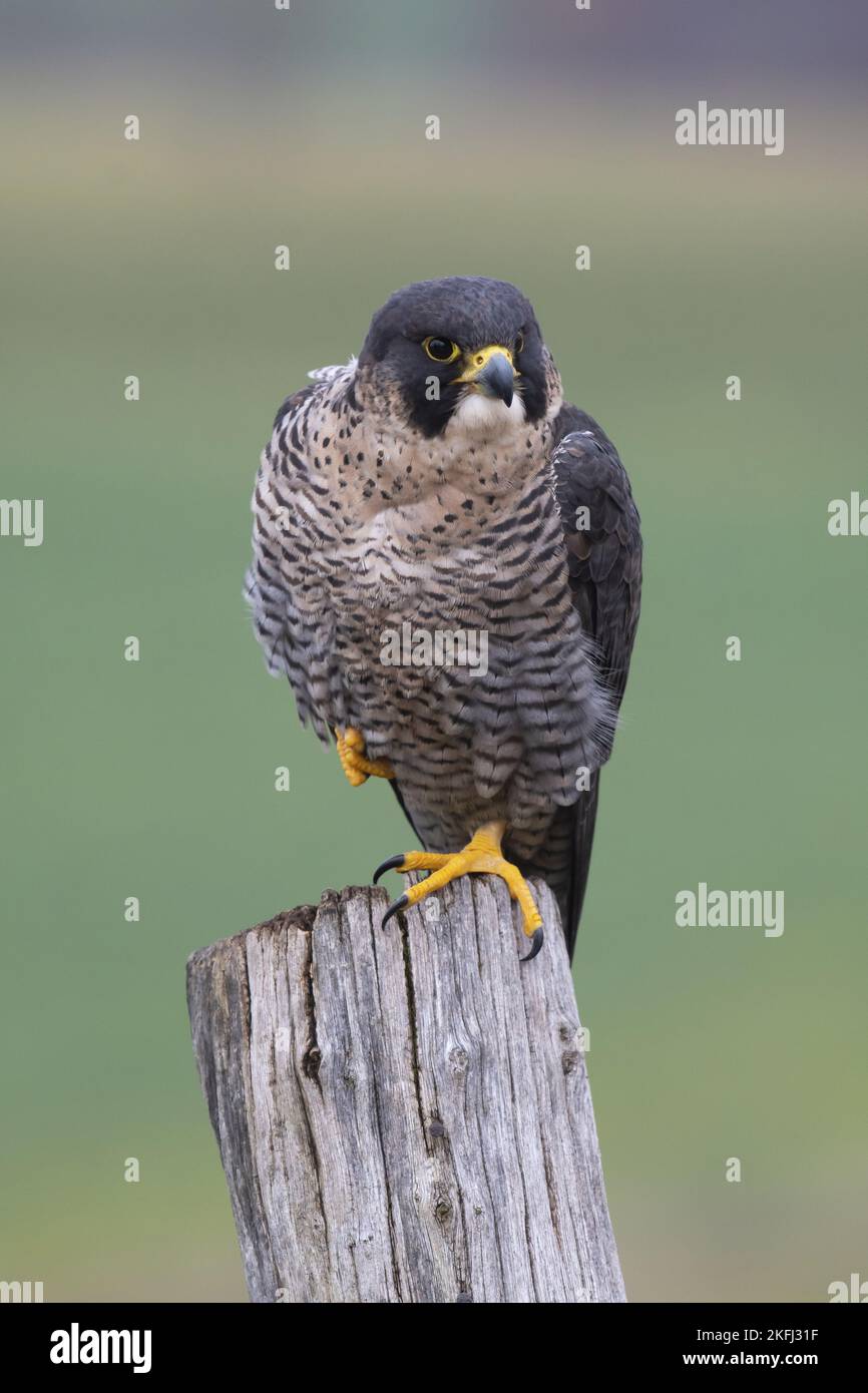sitting Peregrine Falcon Stock Photo - Alamy