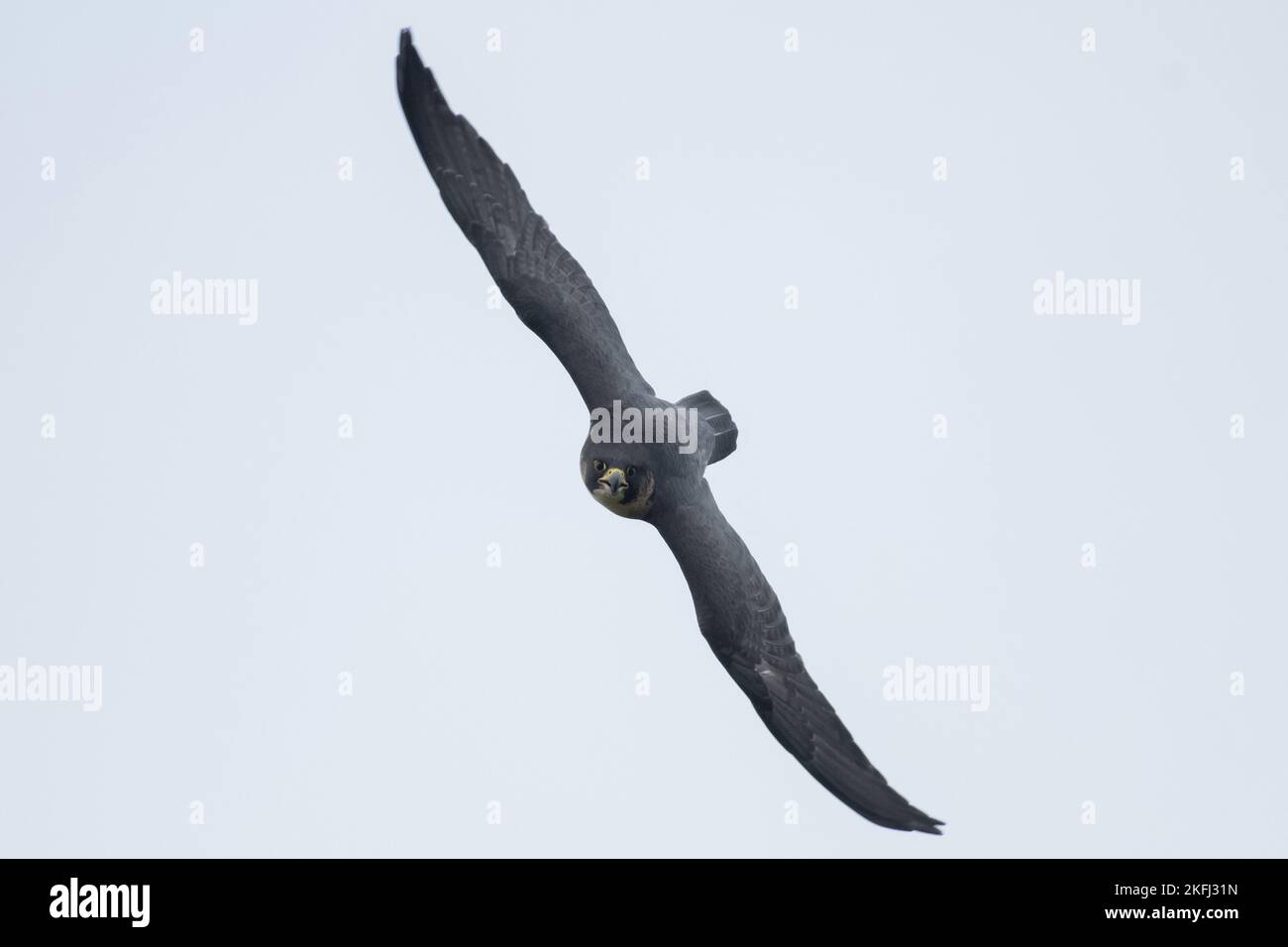 flying Peregrine Falcon Stock Photo - Alamy