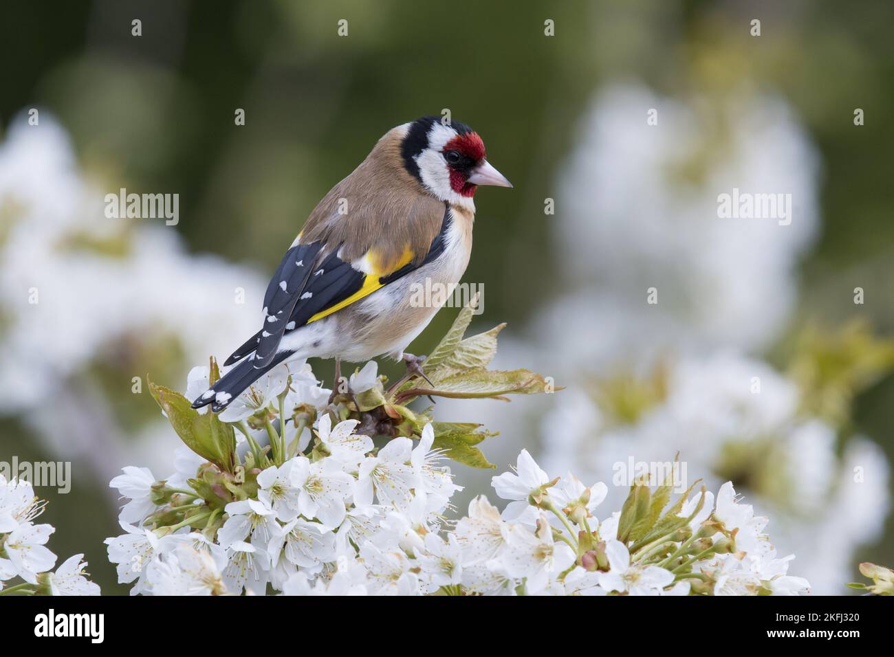 Landscape format goldfinch hi-res stock photography and images - Alamy