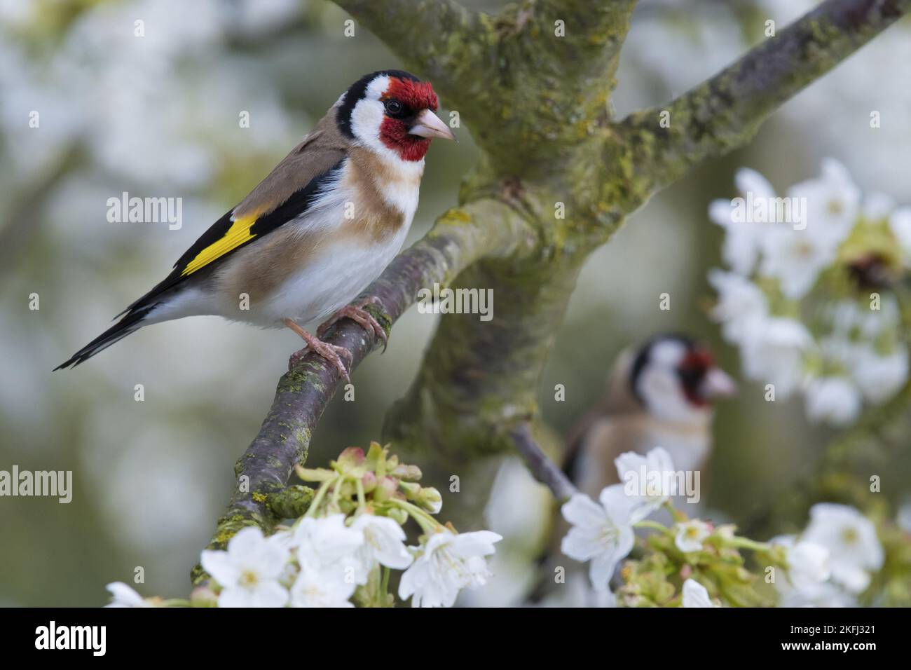 European goldfinches hi-res stock photography and images - Alamy