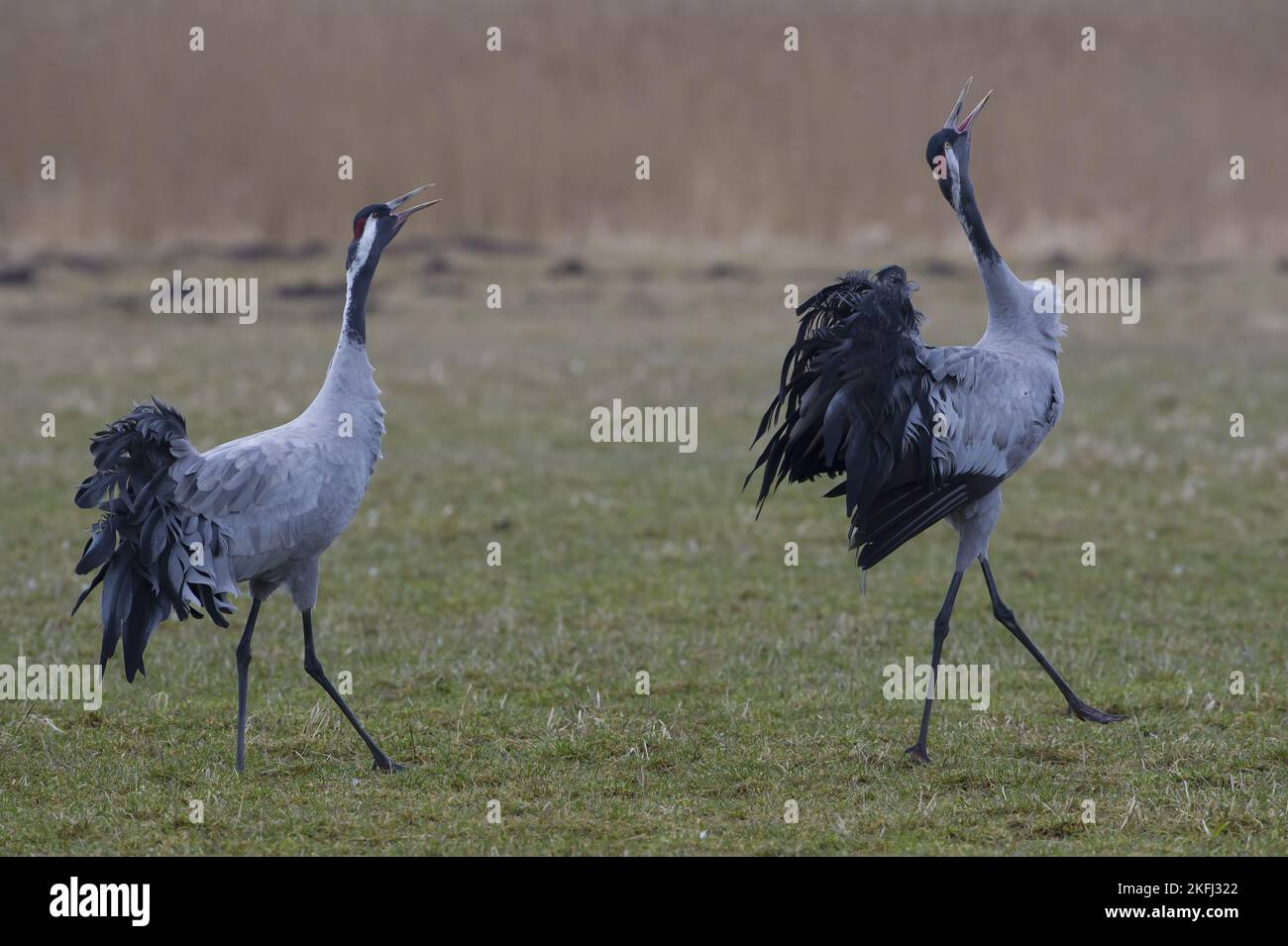 Meadow cranes bills hi-res stock photography and images - Alamy