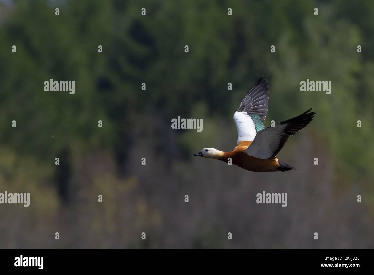 Tadornaferruginea hi-res stock photography and images - Alamy