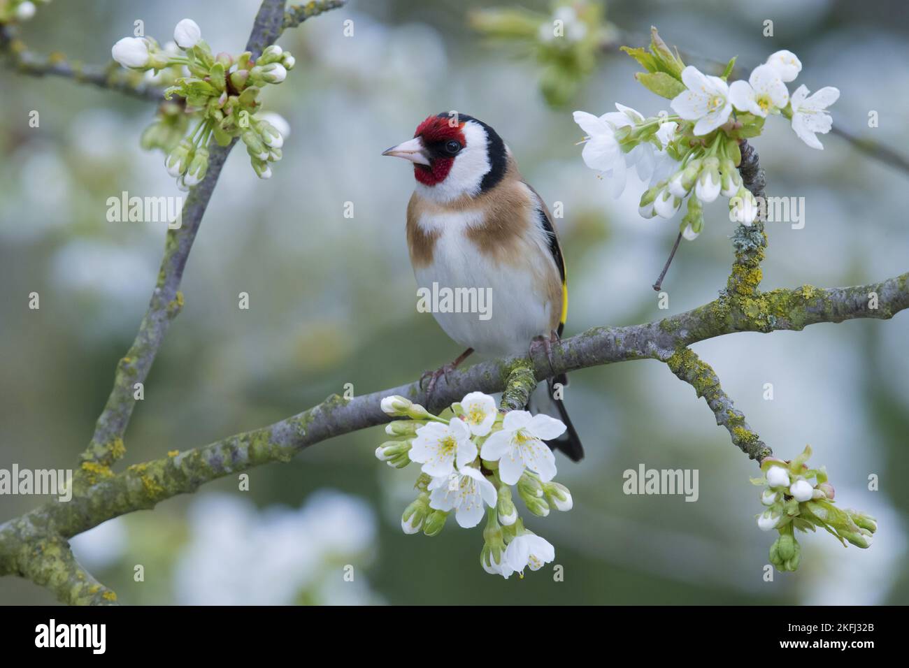 Songbirds and blooms hi-res stock photography and images - Alamy
