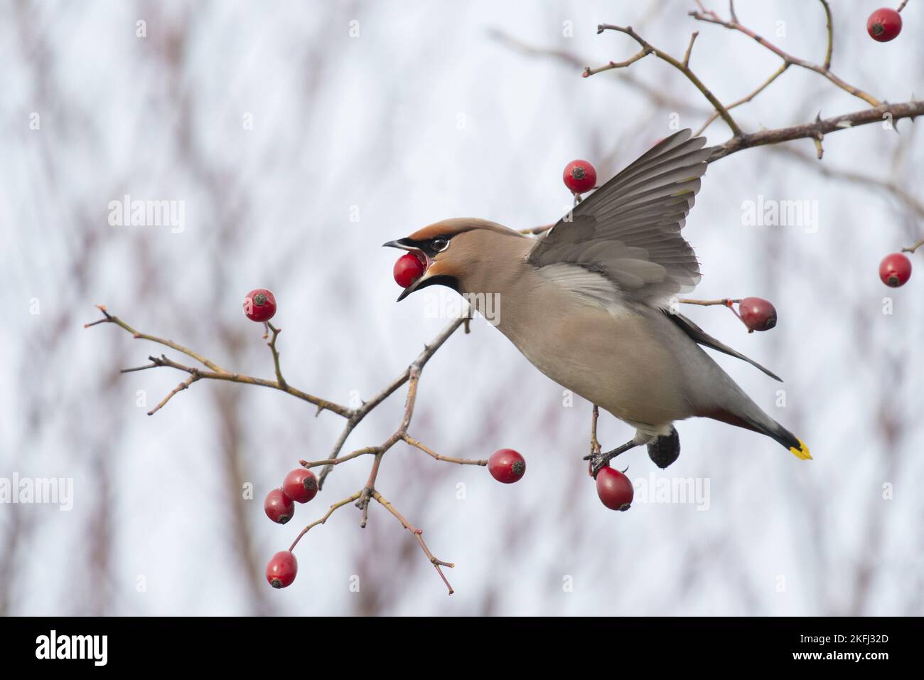 flying Bohemian Waxwing Stock Photo - Alamy