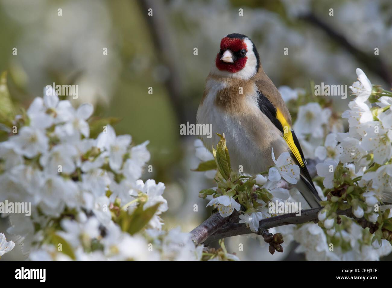 Landscape format goldfinch hi-res stock photography and images - Alamy