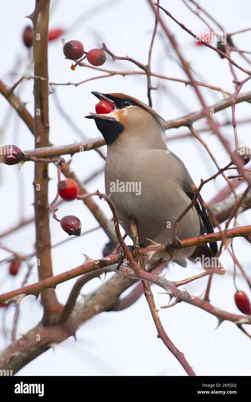 sitting Bohemian Waxwing Stock Photo - Alamy