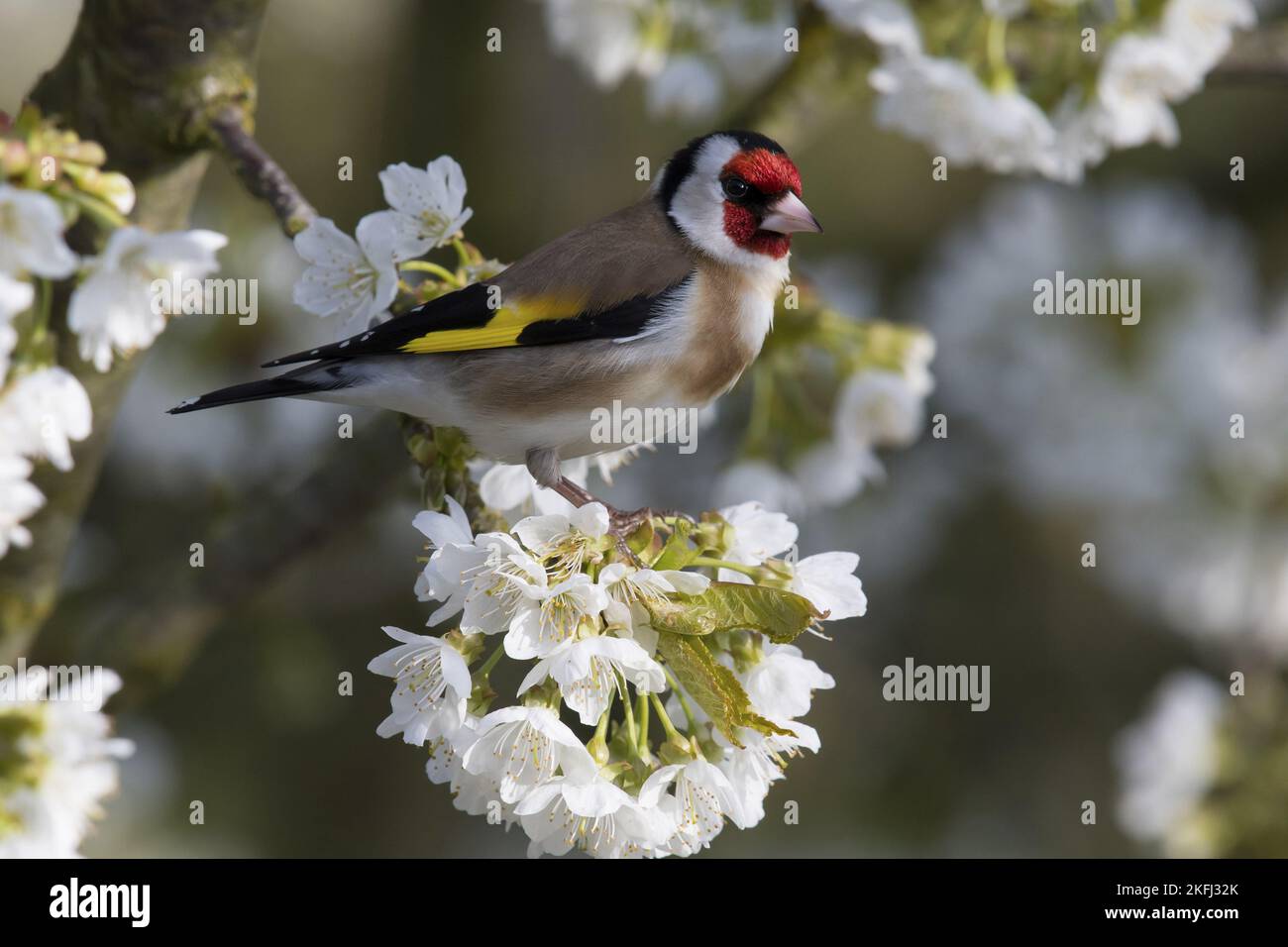 Landscape format goldfinch hi-res stock photography and images - Alamy