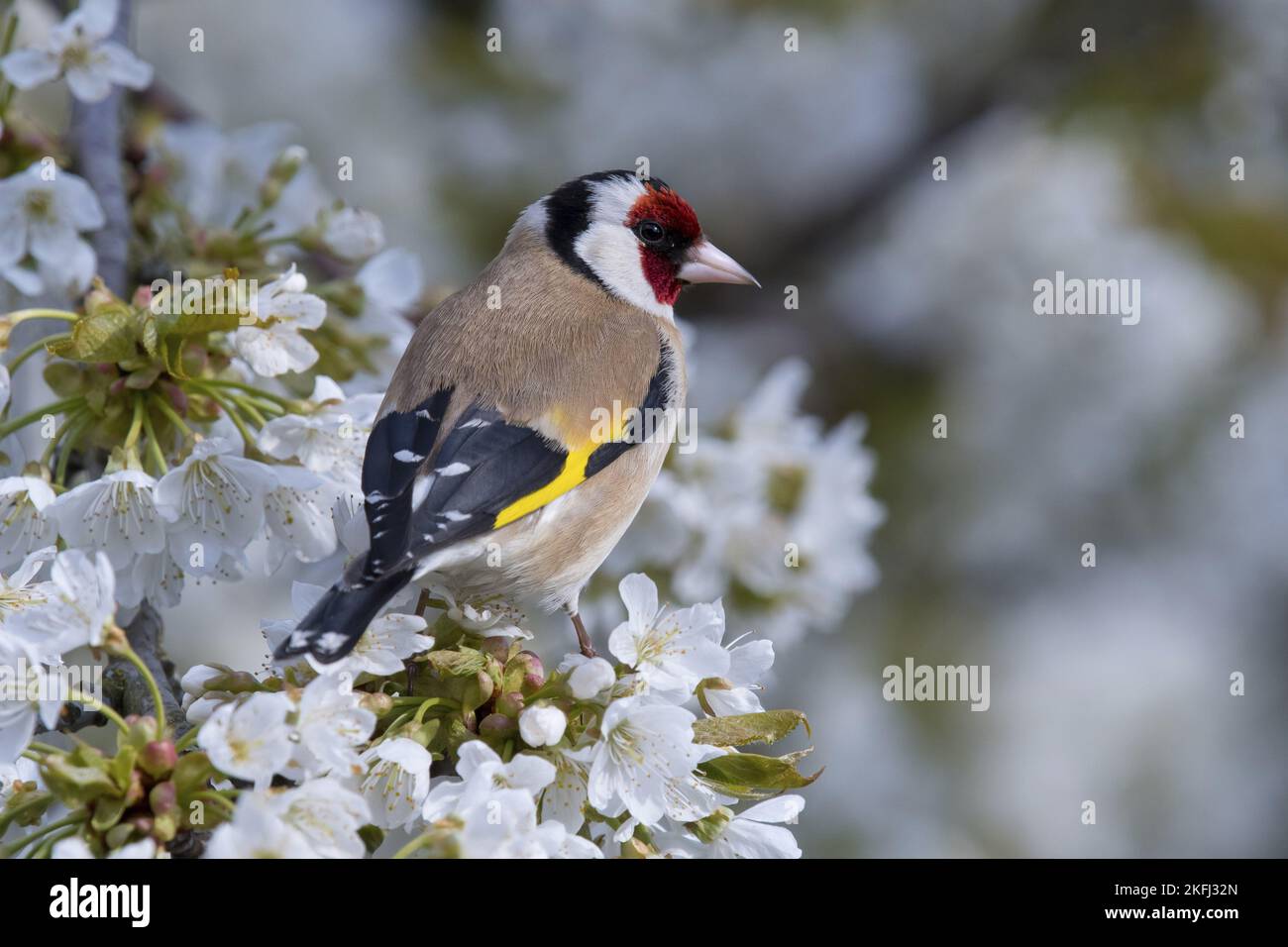 Landscape format goldfinch hi-res stock photography and images - Alamy