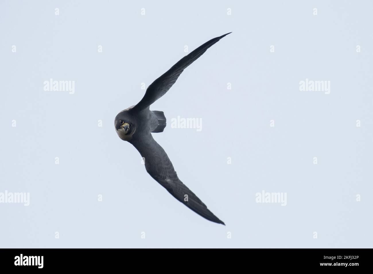 Flying peregrine falcon hi-res stock photography and images - Alamy