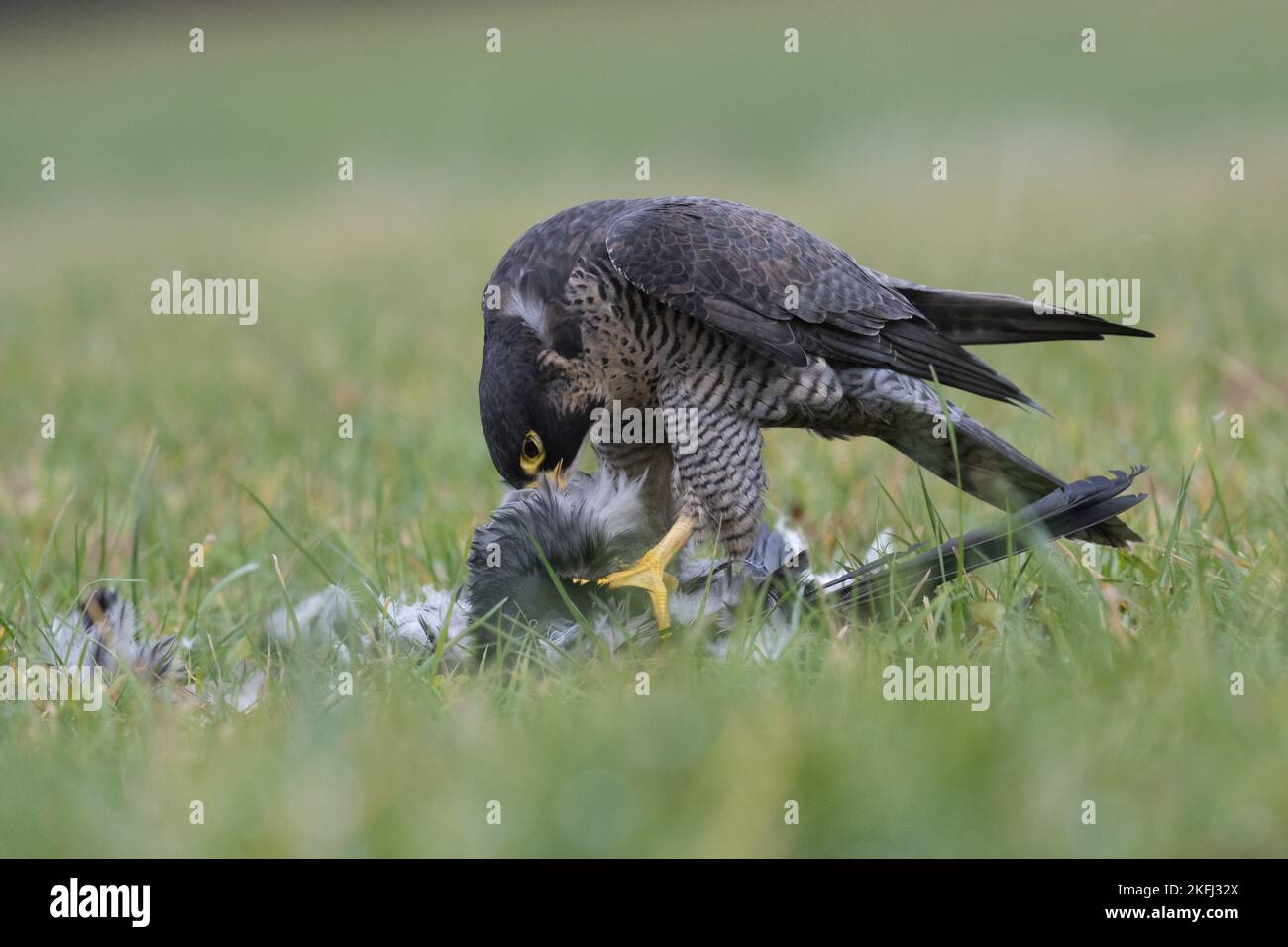 standing Peregrine Falcon Stock Photo - Alamy