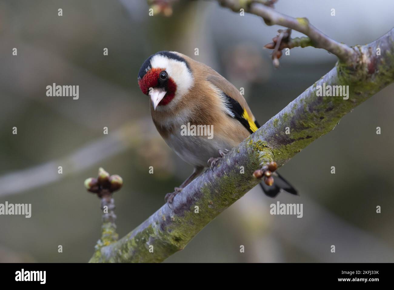 Landscape format goldfinch hi-res stock photography and images - Alamy
