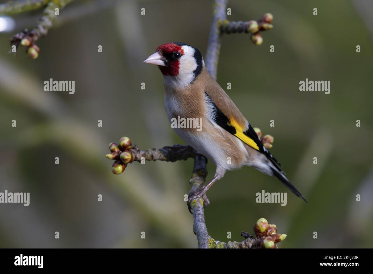 Goldfinch landscape format hi-res stock photography and images - Alamy