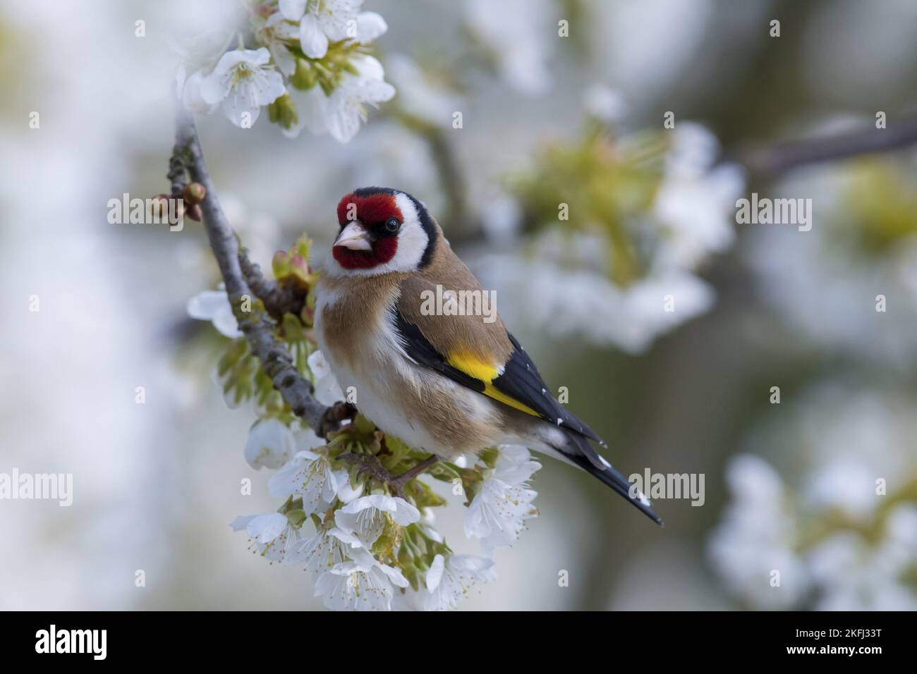 Landscape format goldfinch hi-res stock photography and images - Alamy