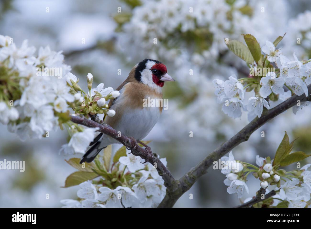 Landscape format goldfinch hi-res stock photography and images - Alamy