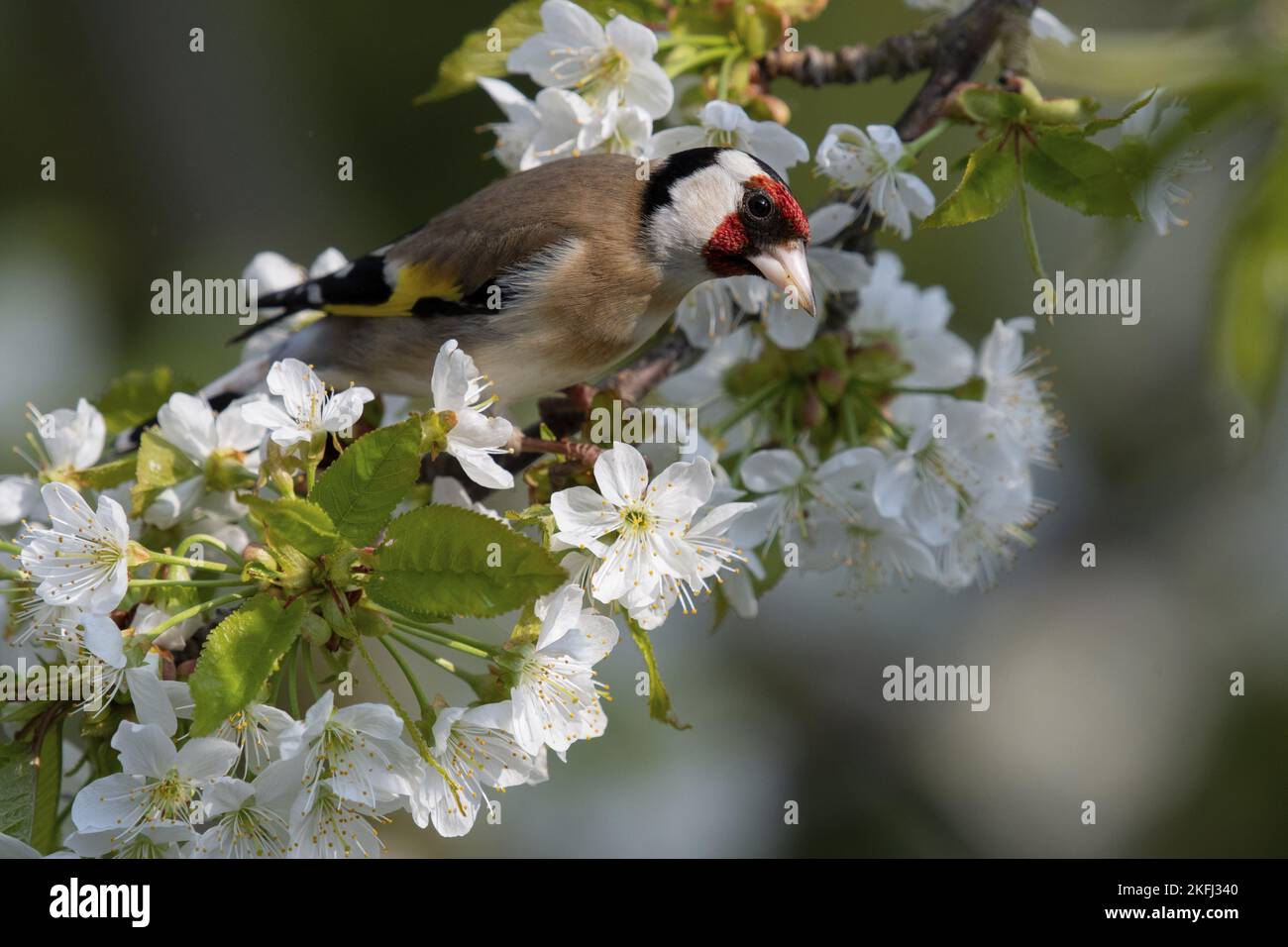 Landscape format goldfinch hi-res stock photography and images - Alamy