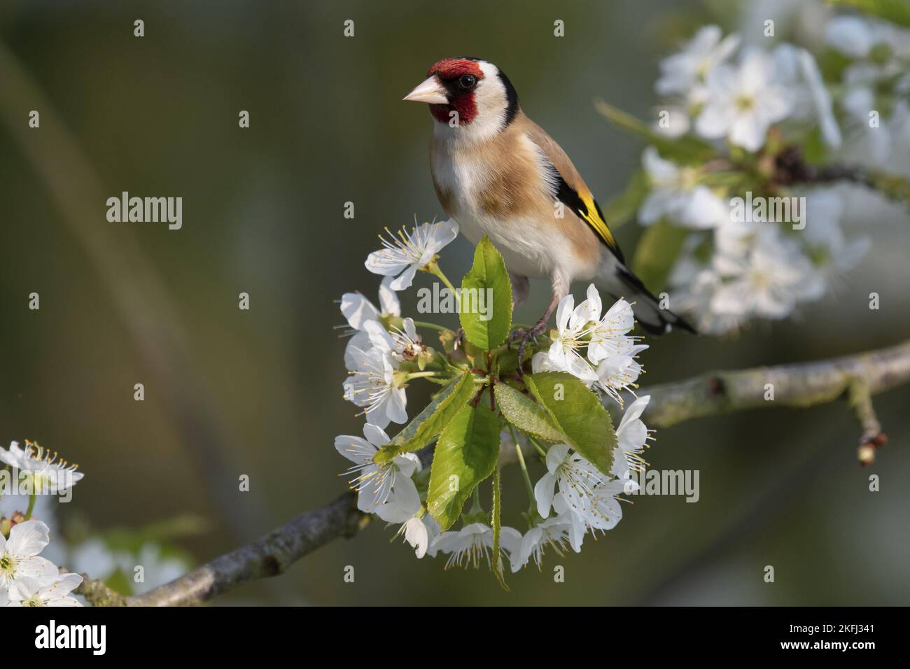 Landscape format goldfinch hi-res stock photography and images - Alamy