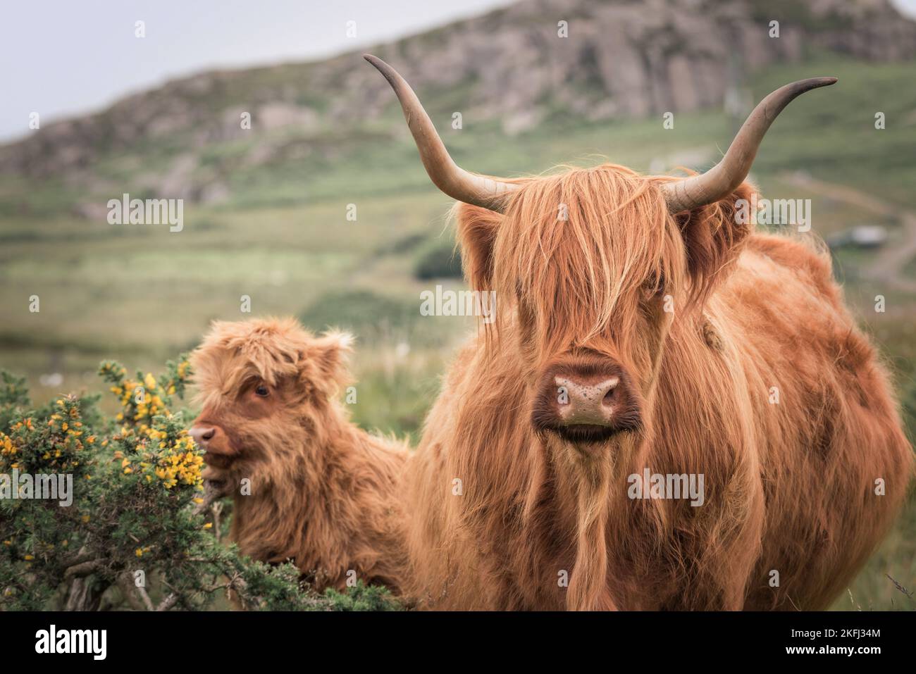 Highland Cow looking at the camera. Mountains and farm house in the ...