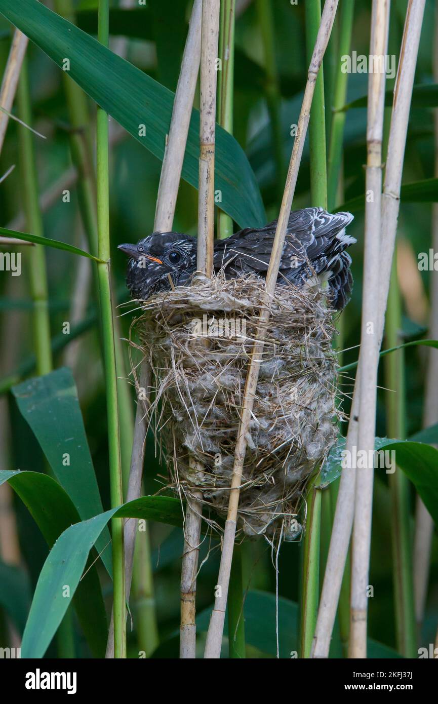 common cuckoo in nest of eurasian reed warbler Stock Photo - Alamy